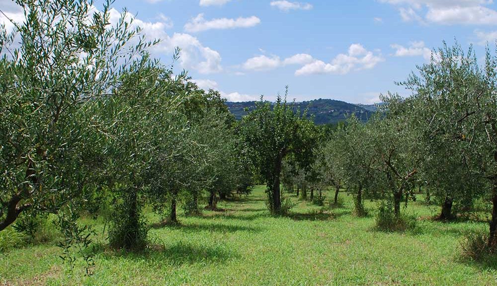 Σε τροχιά ανάκαμψης η ιταλική ελαιοκομία - Ελαίας Καρπός