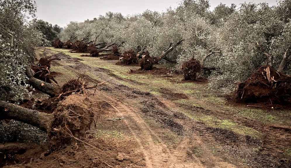 Δωρεές από την άλλη άκρη του Ατλαντικού για την αναγέννηση ελαιώνων ...