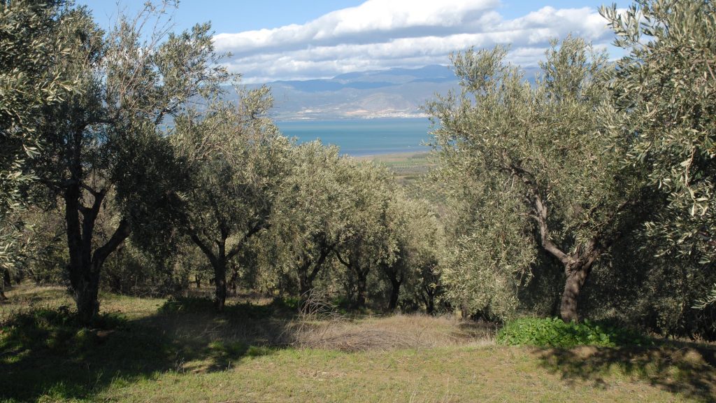 Στα σκαριά Ακαδημία Ελαιοκομίας στο Δήμο Βόρειας Κυνουρίας - Ελαίας Καρπός