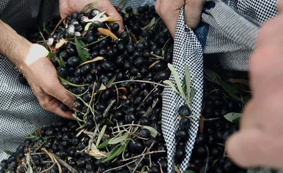 Περισσότερη ελληνική ελιά Καλαμάτας στα ξένα ράφια λιανικής θέλει ο ...