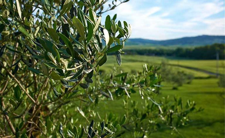 Προβληματίζουν υγρασία και θερμοκρασία, ενίσχυση για γλοιοσπόριο της ...