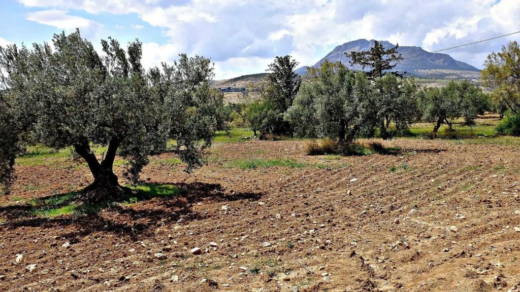 Ατελείωτη η ξηρασία στην Τυνησία, σοβαρός κίνδυνος για τα ελαιόδεντρα ...