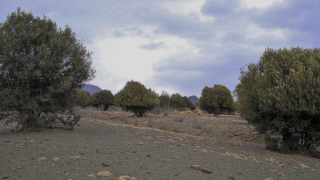 Η επιστροφή El Niño σπρώχνει σε νέες περιπέτειες την ελαιοκαλλιέργεια ...