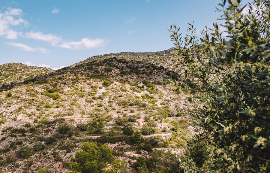 Η σημασία των ελαιώνων με «φυσικούς περιορισμούς» για την ευρωπαϊκή ...
