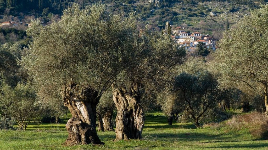 Καινοτόμες προσεγγίσεις του ΓΠΑ στον γενετικό χαρακτηρισμό ποικιλιών ...