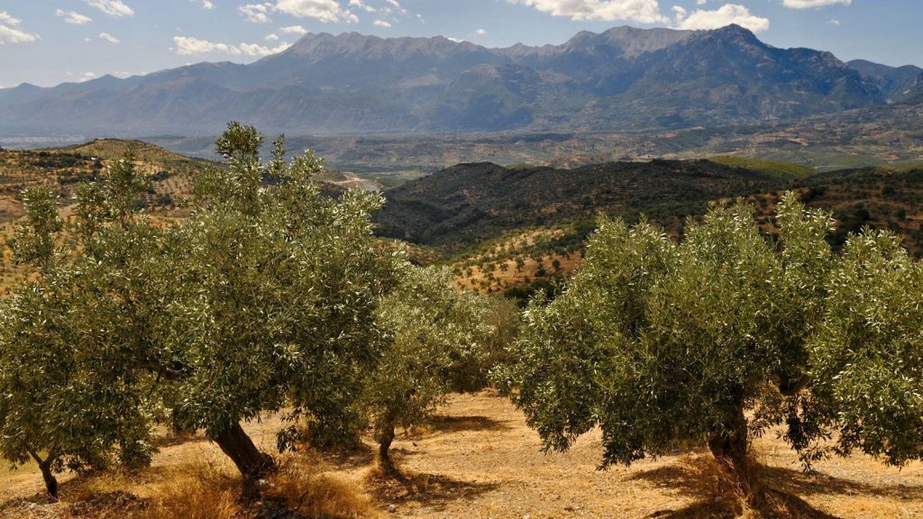 Αίτημα για de minimis στους ελαιοπαραγωγούς της Τριφυλίας - Ελαίας Καρπός