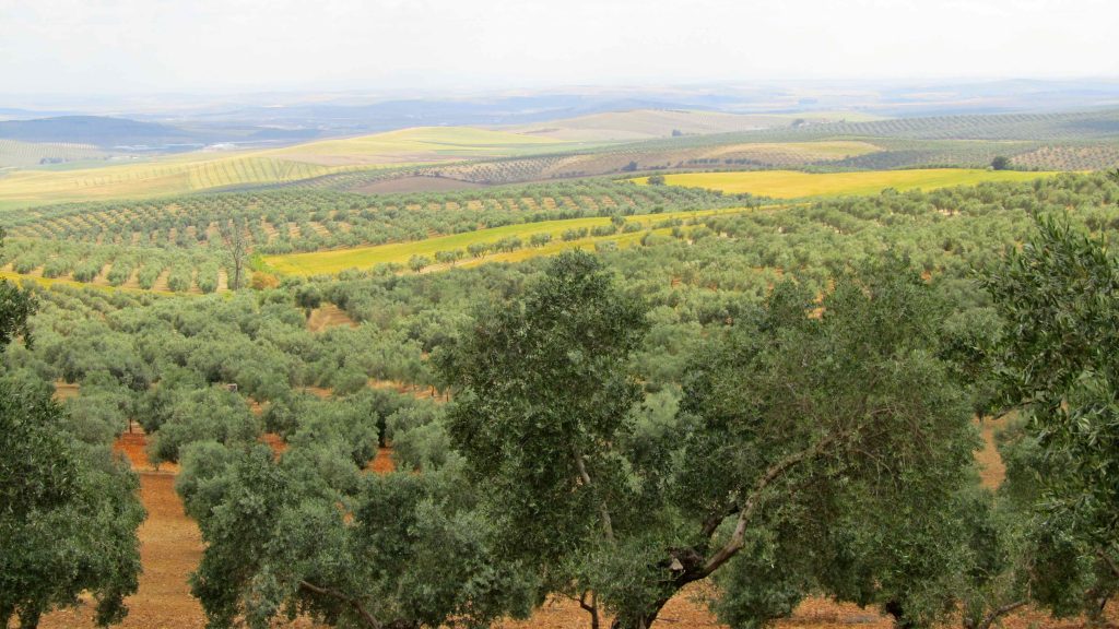 Ανωμαλίες σε πιστοποιητικά ανταλλαγής άνθρακα - Ελαίας Καρπός