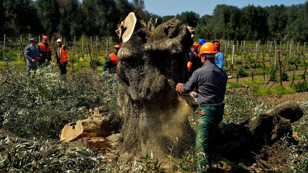 Νέα τεχνολογία ενισχύει την ανθεκτικότητα των ελαιόδεντρων - Ελαίας Καρπός
