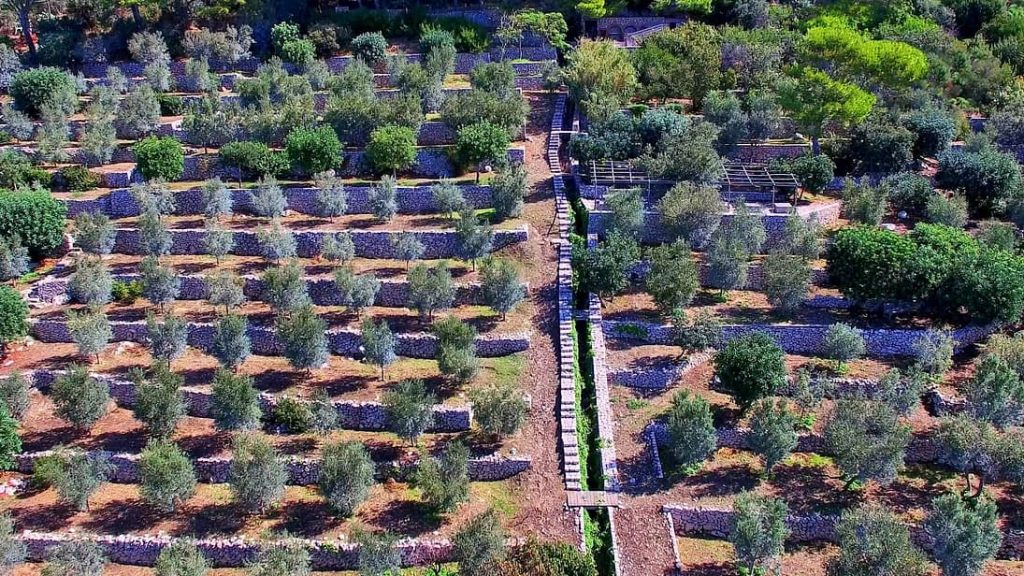 Φύλακες της παράδοσης, αγρότες αναβιώνουν τους αρχαίους ελαιώνες σε ...