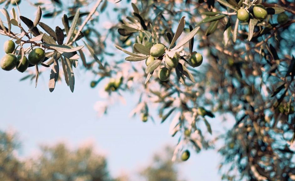 Την προσοχή των ελαιοκαλλιεργητών στις ανοιξιάτικες προσβολές εφιστούν ...
