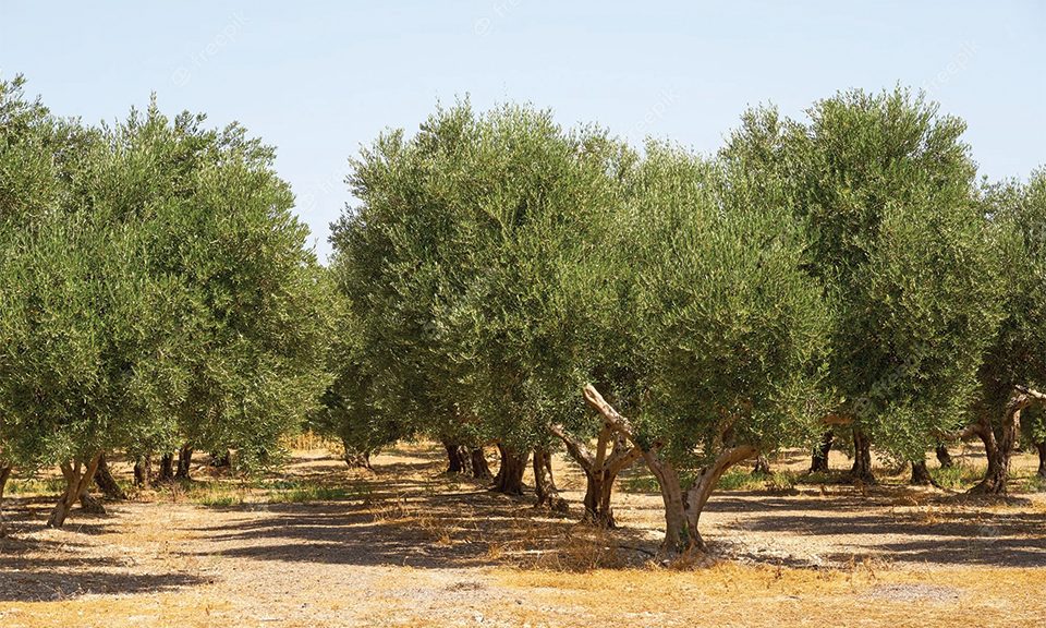 Δύσκολα πάνω από 220.000 τόνους η ελληνική παραγωγή ελαιολάδου, τα τρία ...