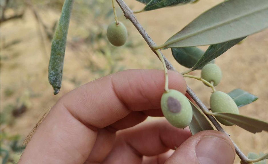 Αντί για πολύτιμη βροχή ήρθε έντονο χαλάζι τέλος Αυγούστου σε ελαιώνες ...