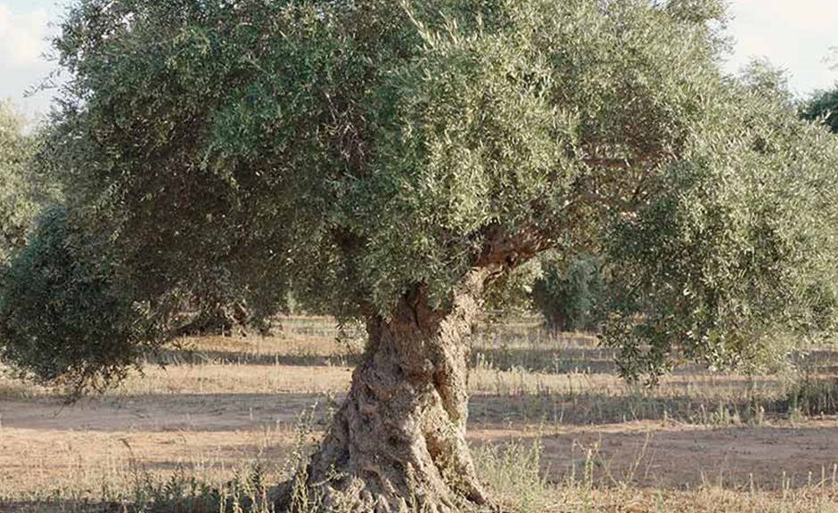 Αποτελέσματα πρόσκλησης εκδήλωσης ενδιαφέροντος της ΟΕΦ ΑΓΡΟΤΙΚΟΥ ...